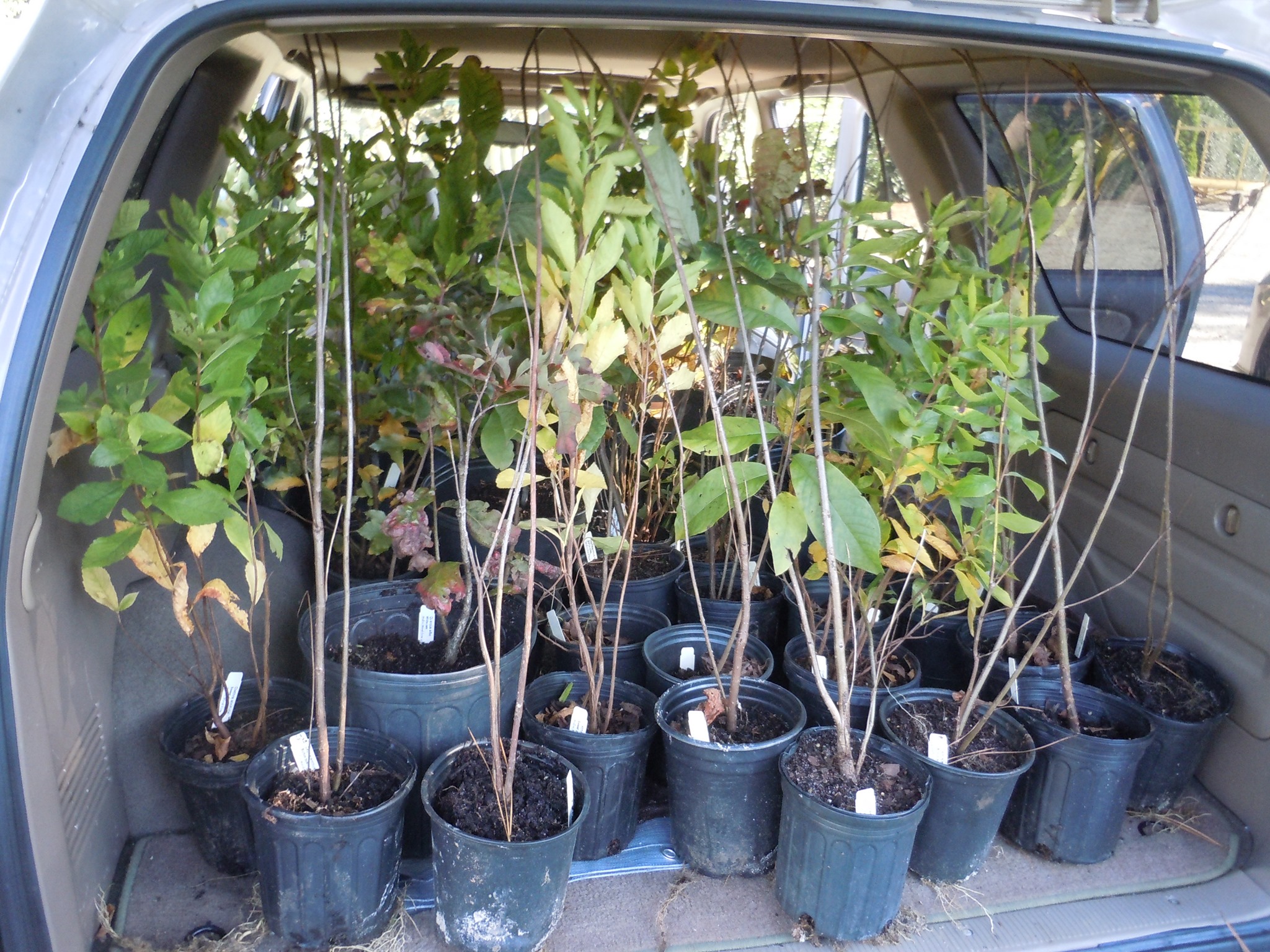 Clean and Green – South Wake Conservationists