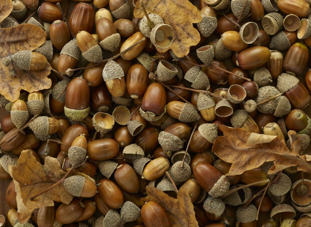 Help collect 100,000 Native Tree Seeds! – South Wake Conservationists