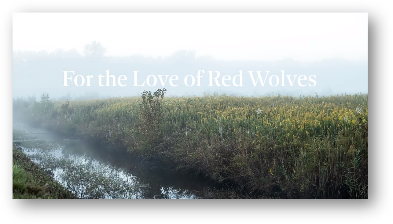All About Red Wolves! – South Wake Conservationists