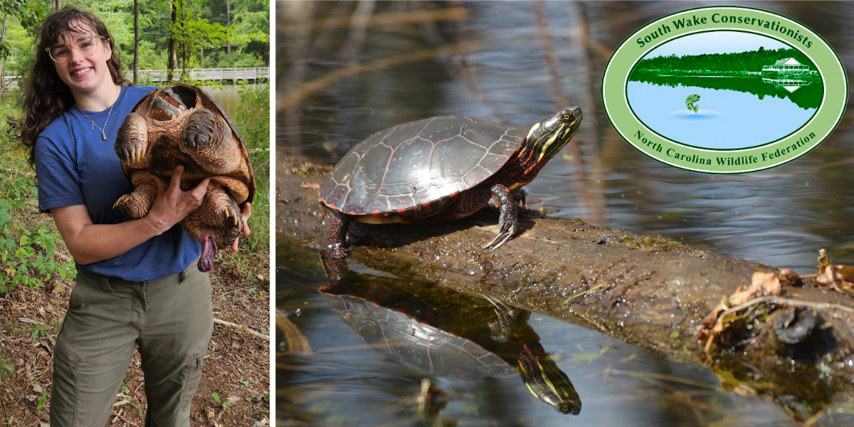 Turtle Talk: Native Turtles of Wake County – South Wake Conservationists