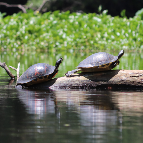 Turtle Talk: Native Turtles of Wake County – South Wake Conservationists