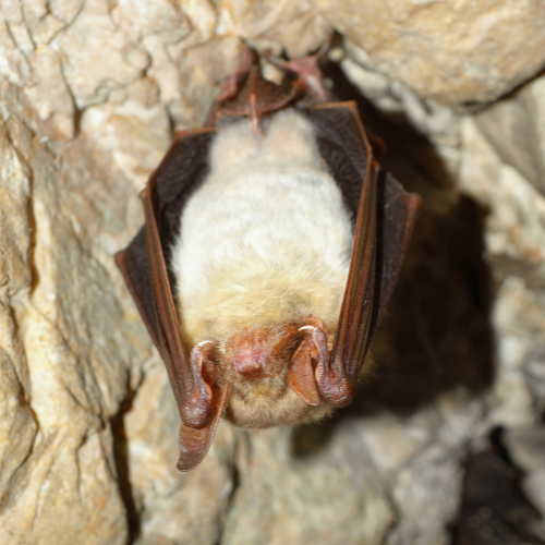 Webinar: All About Bats! – South Wake Conservationists