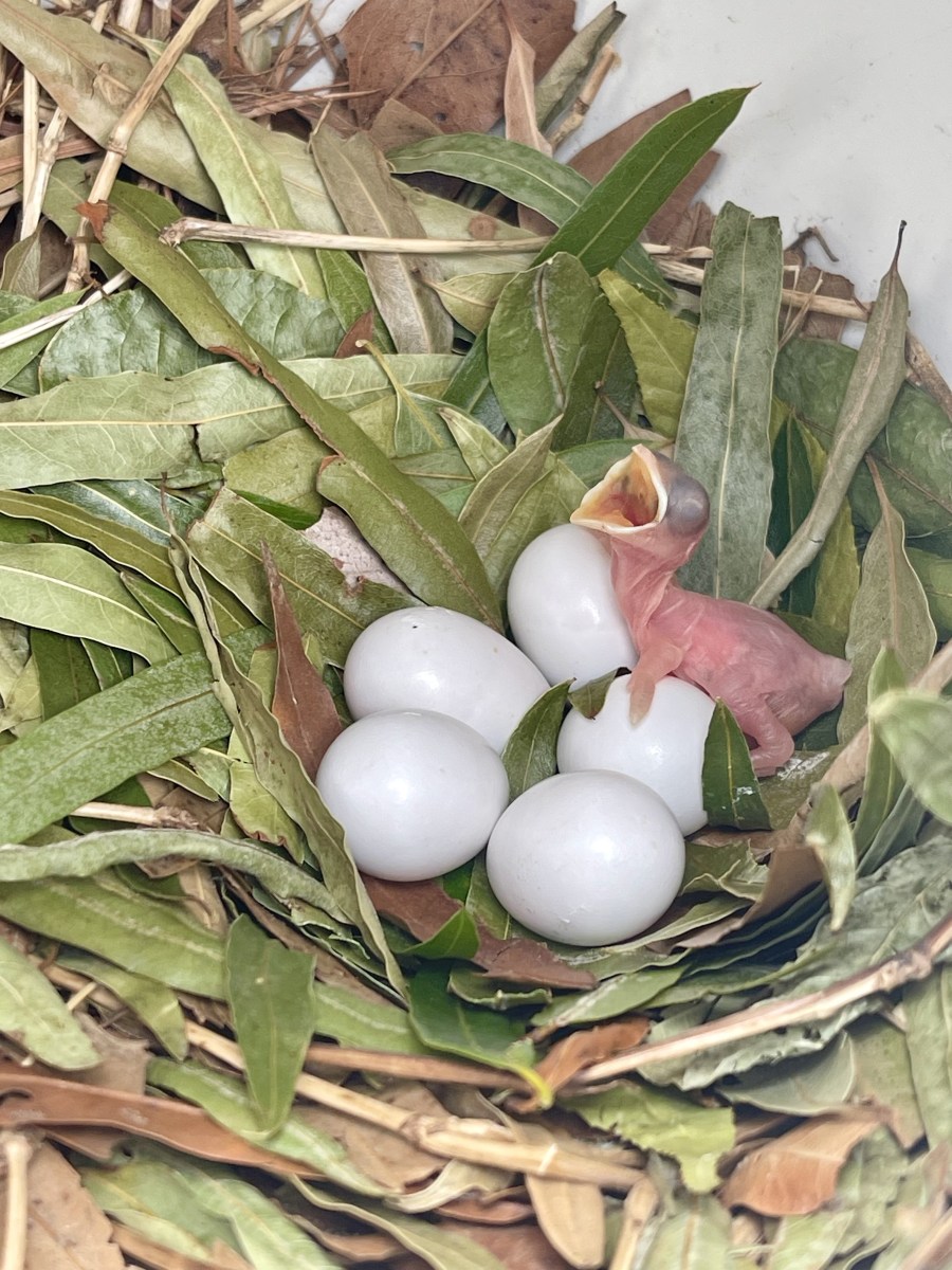 Hatch Day at the Sugg Farm Purple Martin Colony! – South Wake ...