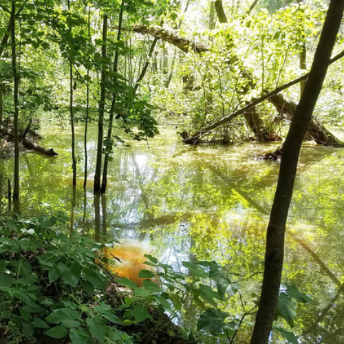 Walnut Creek Wetland Park Tour – South Wake Conservationists