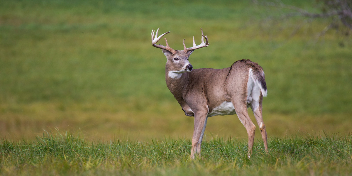 Deer Program CWD Testing & Processing Education – South Wake ...