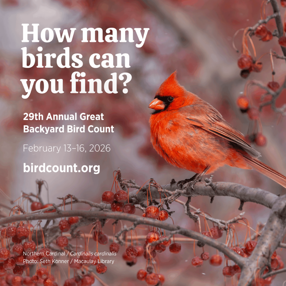 Join the Great Backyard Bird Count! – South Wake Conservationists